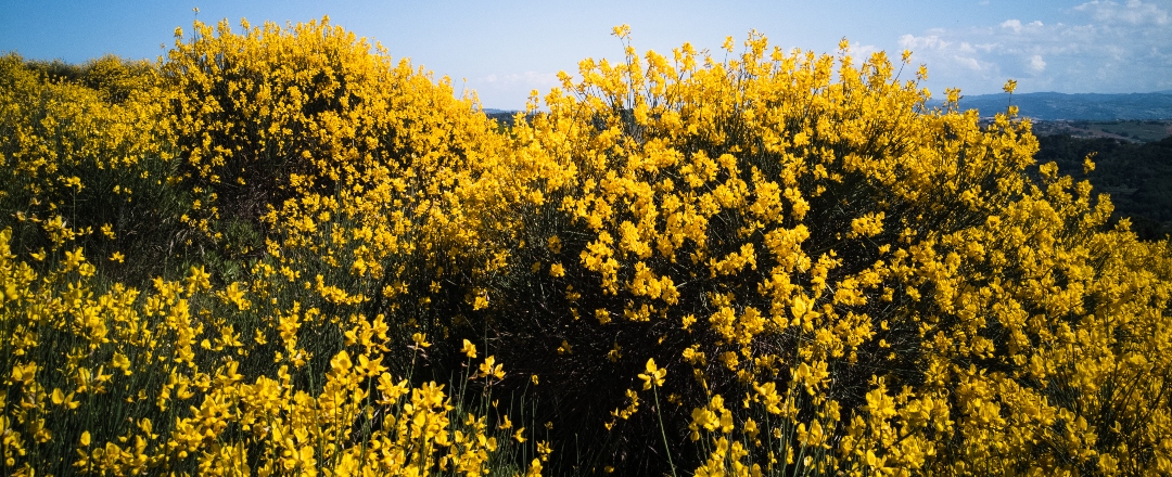Propiedades de la retama | Caldaria Hoteles y Balnearios en Galicia